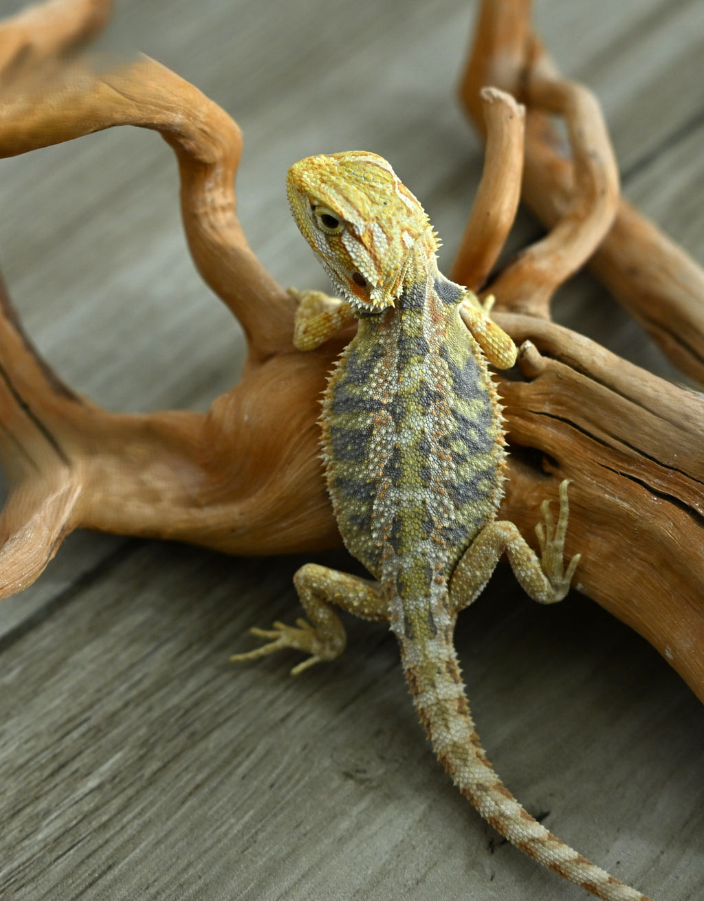 Hypo Tiger Female *Beautiful Blues – Lakeside Dragons